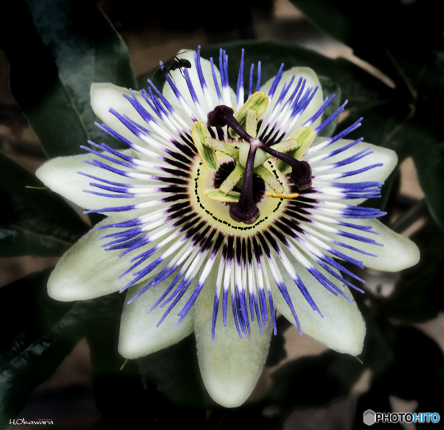 時計草の花 by Leota （ID：5719778） - 写真共有サイト:PHOTOHITO