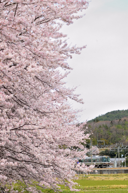 春列車 by MWU3 （ID：5486954） - 写真共有サイト:PHOTOHITO