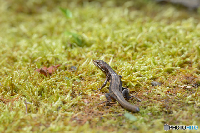 トカゲのしっぽ by パイナポー （ID：4716502） - 写真共有サイト:PHOTOHITO