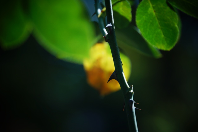 棘のある木 by tanpopoChot （ID：10695155） - 写真共有サイト:PHOTOHITO