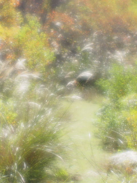 小径 by seys （ID：12700434） - 写真共有サイト:PHOTOHITO