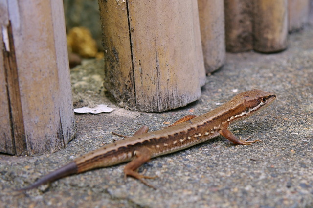 しっぽ再生中 by 美のP！ （ID：639642） - 写真共有サイト:PHOTOHITO