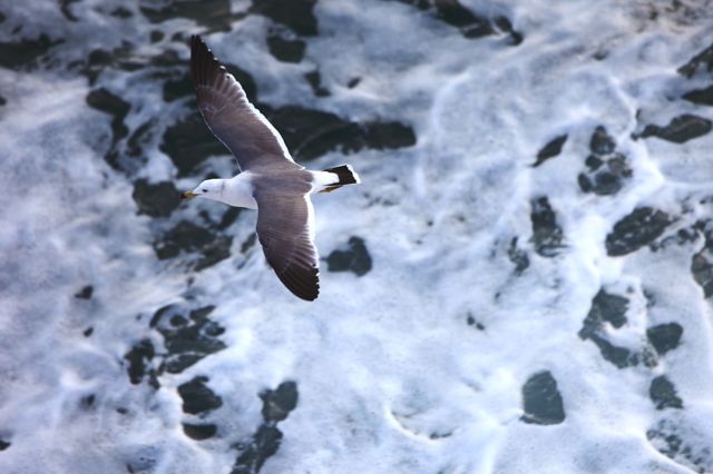 Flying Over the Sea by Takachan 69 （ID：3084539） - 写真共有サイト:PHOTOHITO