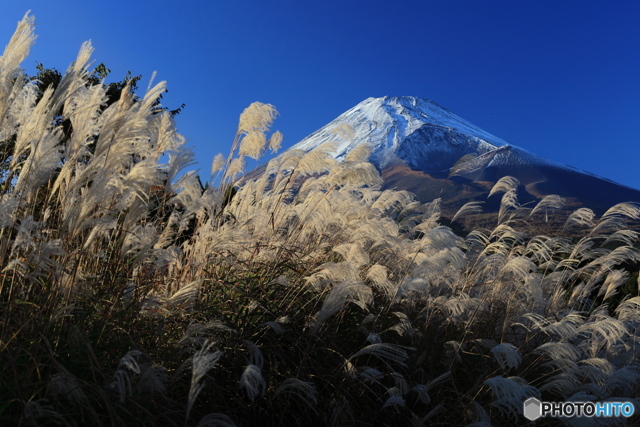 ススキ咲く頃 (S)（652T) by ハッキー （ID：12064325） - 写真共有サイト:PHOTOHITO