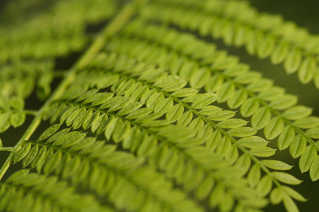 整列 by trifa （ID：2277124） - 写真共有サイト:PHOTOHITO