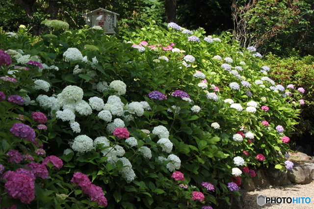 あじさい 3 by watata （ID：5714696） - 写真共有サイト:PHOTOHITO