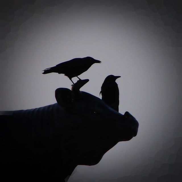 crow's eye by photobid （ID：4258820） - 写真共有サイト:PHOTOHITO