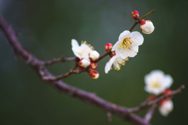 静かな2月の朝 by avalon （ID：11610746） - 写真共有サイト:PHOTOHITO