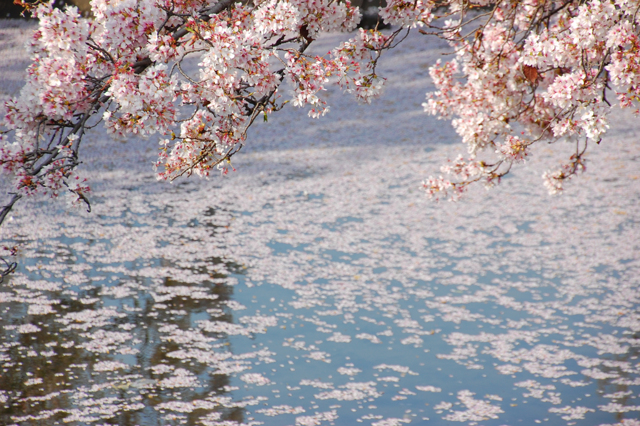 Sakura Walk 6 by Eagle 1 （ID：11716808） - 写真共有サイト:PHOTOHITO