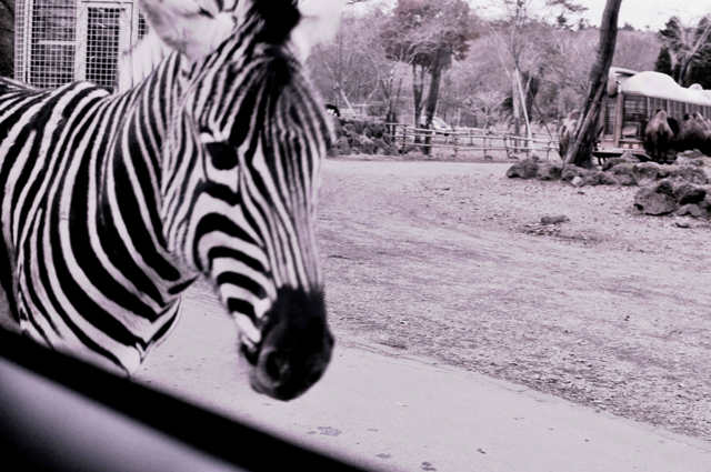 しまうま by とろえり （ID：2343774） - 写真共有サイト:PHOTOHITO