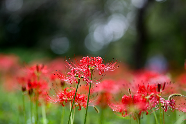 府中市郷土の森【彼岸花(アップ)～135mm】①20240928 by 写真道楽人 （ID：12623757） - 写真共有サイト:PHOTOHITO