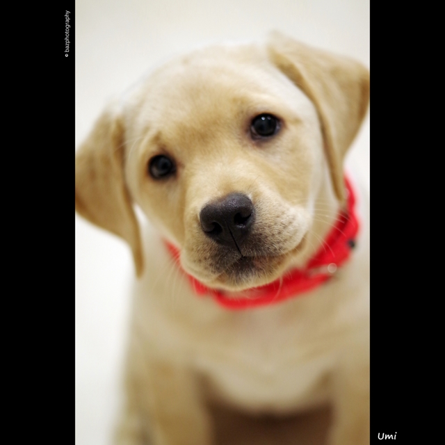 Portrait by puppy walker （ID：3097618） - 写真共有サイト:PHOTOHITO
