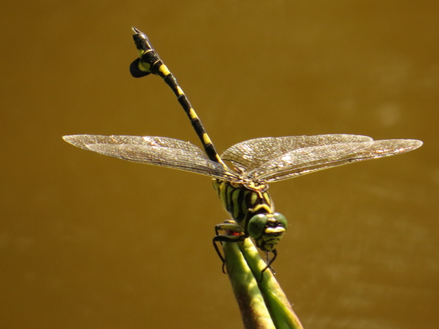 ギャラリー用 by shinoda9900 （ID：3571984） - 写真共有サイト:PHOTOHITO