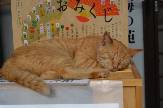 休憩中の招き猫 by 佐久良 （ID：3132529） - 写真共有サイト:PHOTOHITO