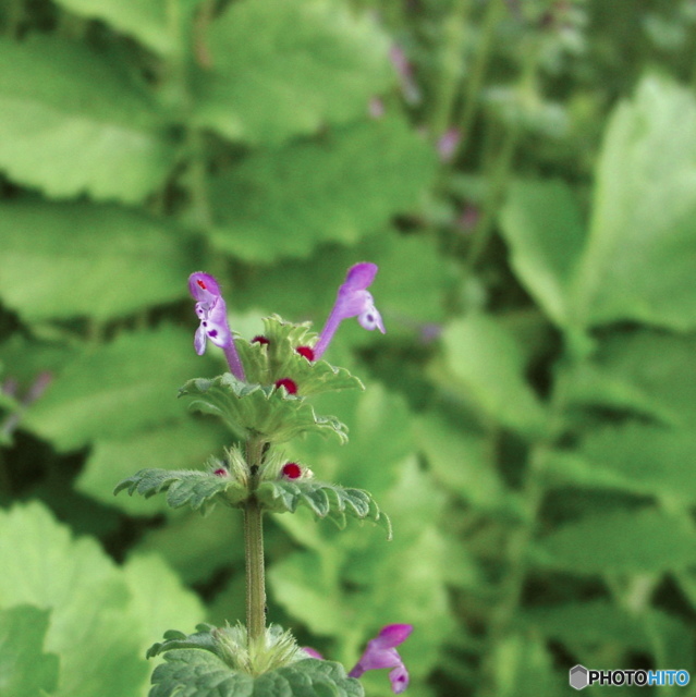 実際には晩秋から咲く。 by hisJ （ID：5048033） - 写真共有サイト:PHOTOHITO