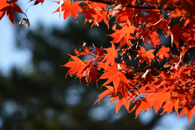 宮島にて2 by Kazunie （ID：2952015） - 写真共有サイト:PHOTOHITO