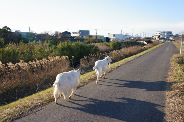 by tegaki （ID：4038598） - 写真共有サイト:PHOTOHITO