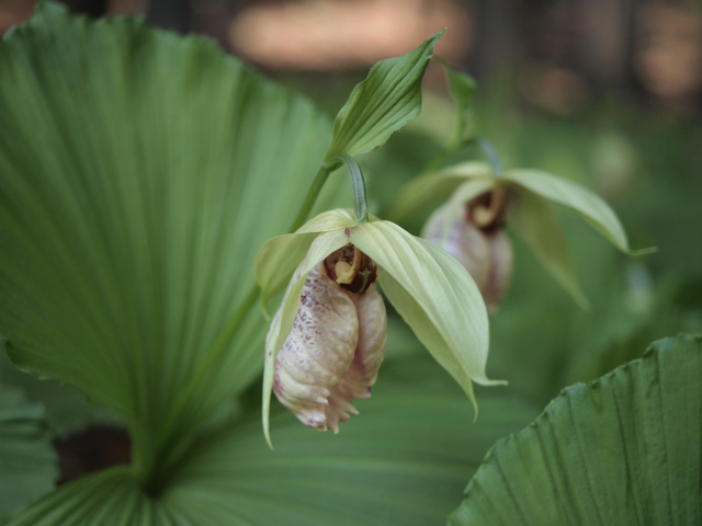 クマガイソウ by yana1 （ID：3343245） - 写真共有サイト:PHOTOHITO