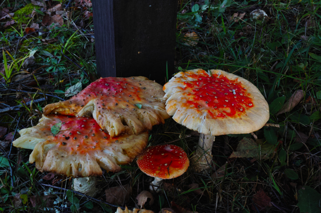 フライ・アガリック,紅天狗茸 by g_bee01 （ID：3779114） - 写真共有サイト:PHOTOHITO