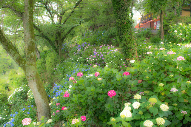 謙信平に咲くあじさい by ぶらさんぽ （ID：4567377） - 写真共有サイト:PHOTOHITO