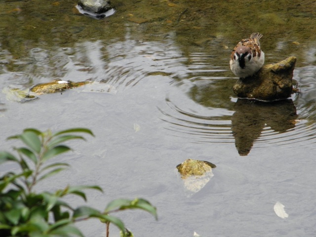 京都 ~すずめ~ by Ushi （ID：3979771） - 写真共有サイト:PHOTOHITO