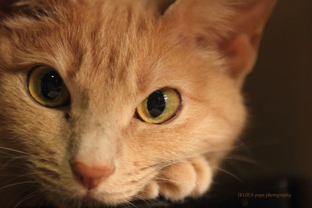 ☆彼女の眼差し by IKURA_papa （ID：5601210） - 写真共有サイト:PHOTOHITO