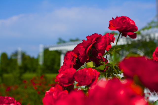 真っ赤か by Evilllll1981 （ID：3614020） - 写真共有サイト:PHOTOHITO