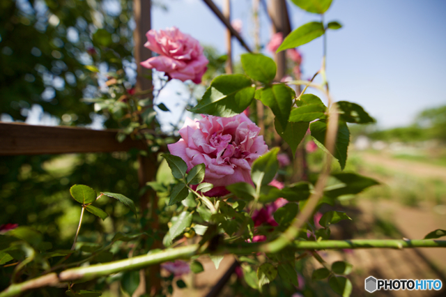 お散歩写真だよーん こどもの日にて by ずるずる坊主 （ID：5586677） - 写真共有サイト:PHOTOHITO