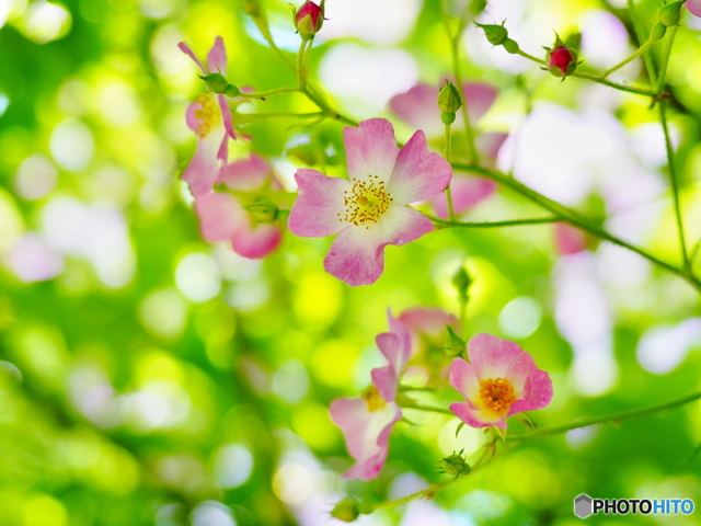 暖かな朝 by Lucas_dk （ID：7807285） - 写真共有サイト:PHOTOHITO