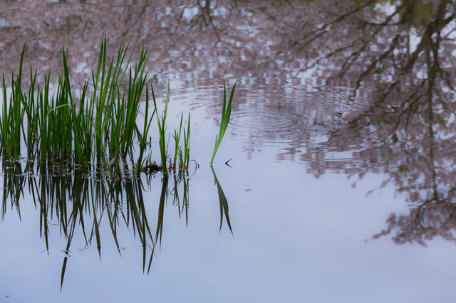 ripple out in waves by paramexico （ID：5537640） - 写真共有サイト:PHOTOHITO