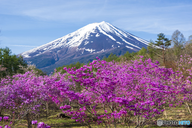 ミツバツツジと富士山 by クリスタル41 （ID：12375399） - 写真共有サイト:PHOTOHITO