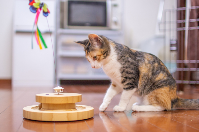 よーく見て…。 by mochi_kera （ID：12450052） - 写真共有サイト:PHOTOHITO