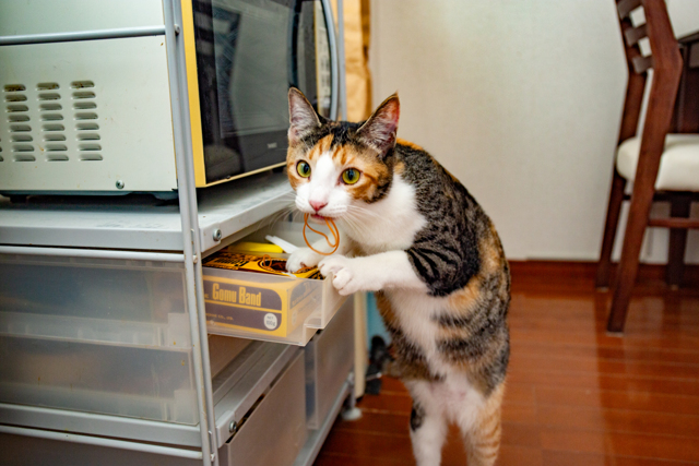 ヤバイ、見つかった。 by mochi_kera （ID：12651367） - 写真共有サイト:PHOTOHITO