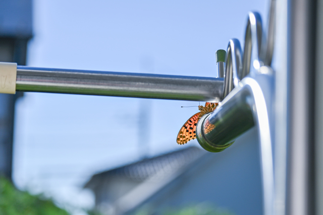 2024/10/12 おはよう・・・♡ by ぶぅみん （ID：12690195） - 写真共有サイト:PHOTOHITO