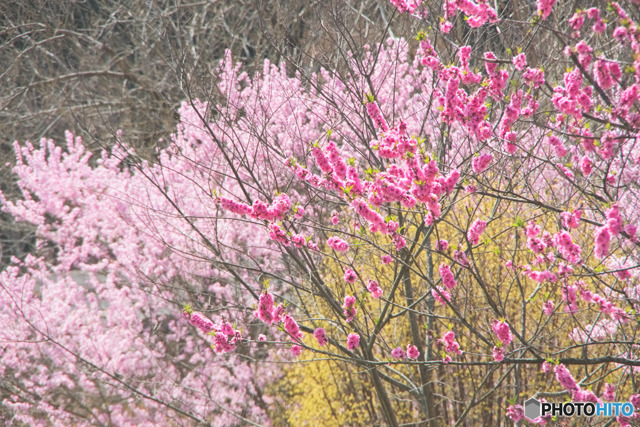 比良の丘の花桃 by syuusaku （ID：11036250） - 写真共有サイト:PHOTOHITO