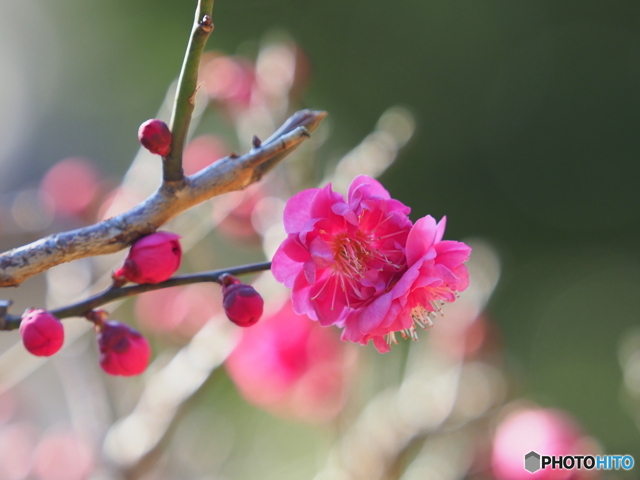 紅梅23-⑦ by ムナ （ID：11609606） - 写真共有サイト:PHOTOHITO