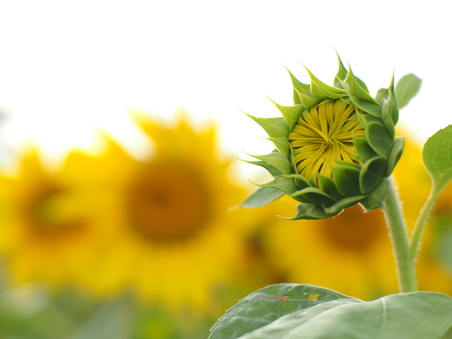 晩夏に咲く by geno （ID：13120783） - 写真共有サイト:PHOTOHITO