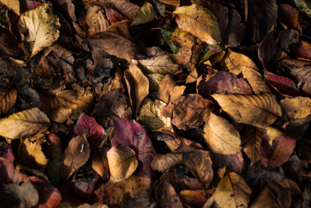 落ち葉 by ビールカメラ （ID：12706152） - 写真共有サイト:PHOTOHITO